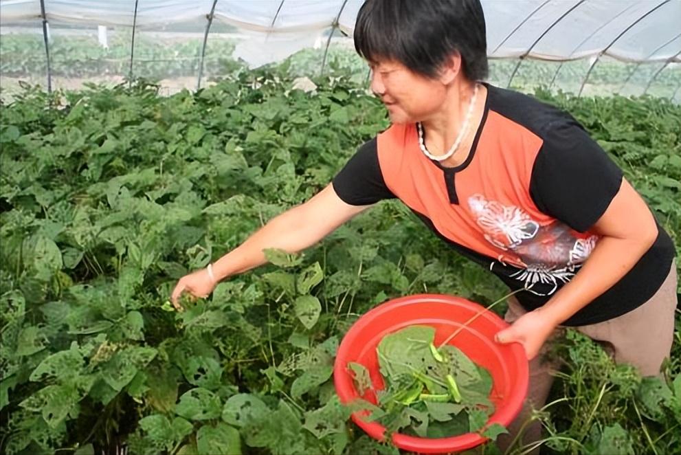Stir-fried doudan is a delicacy in the world, but have you ever eaten ...