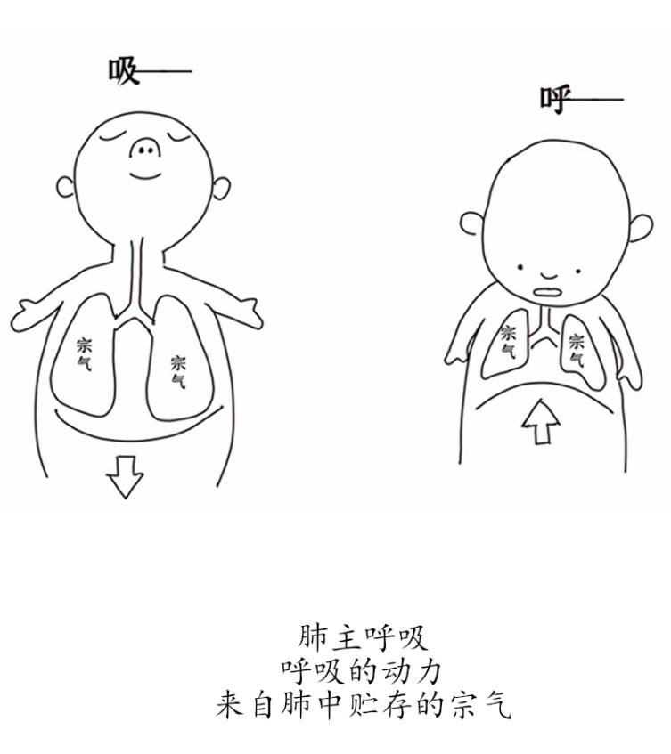 Traditional Chinese Medicine: What do the lungs go to the hundreds of ...