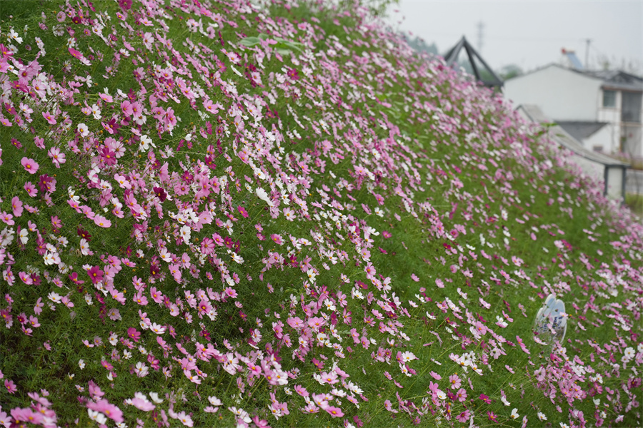 Walk into Yonghe Homeland and go to a date with Gesang flowers - iNEWS