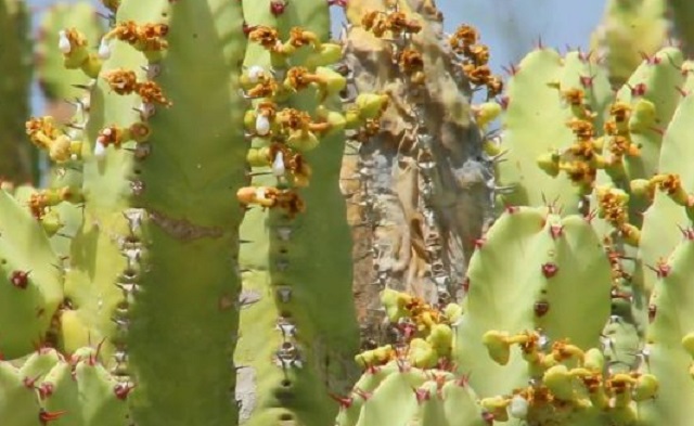 Why do you feel spicy?The spiciest plant in the world is actually a ...