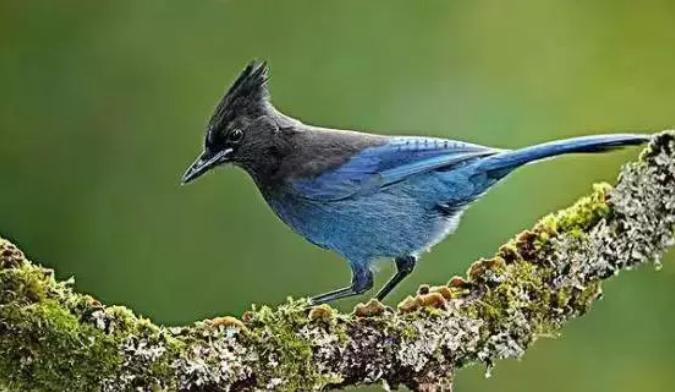 Structural colors: disruptive color rendering technology - iNEWS