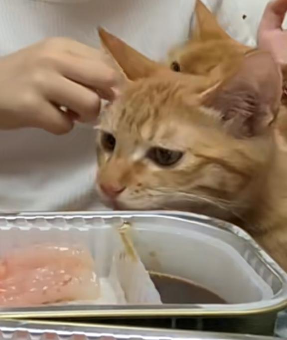 Cat encounters sashimi for the first time, and this reaction is worthy ...