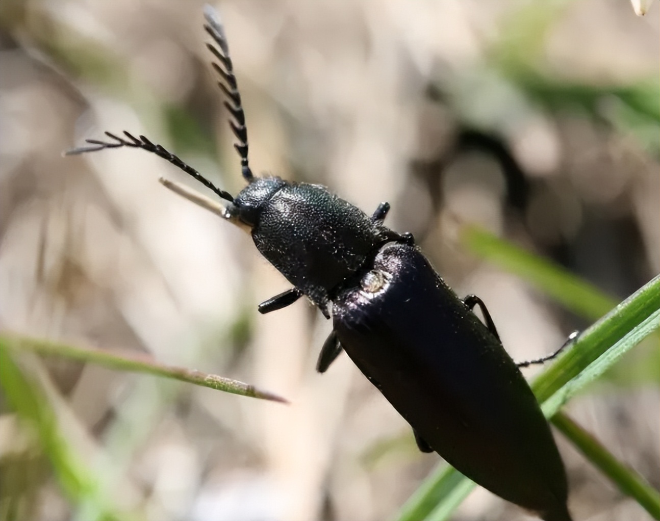 Mysterious bugs suddenly appeared, taking off 38 times faster than the ...