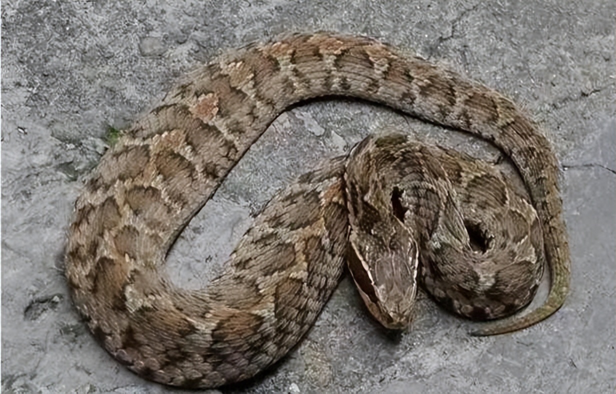 11 common snakes in rural areas, how many do you know? And how to ...