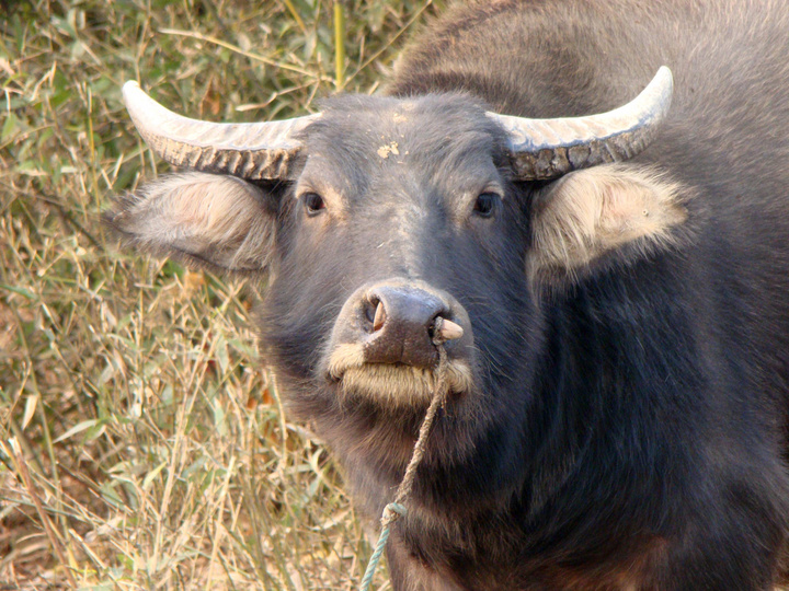 The golden year of birth for the ox: born in this year, you will have a ...