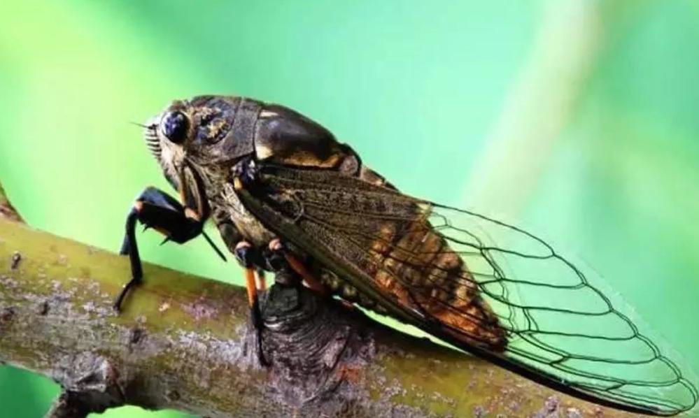 The love song of summer, Cicada uses his life to sing his own voice ...