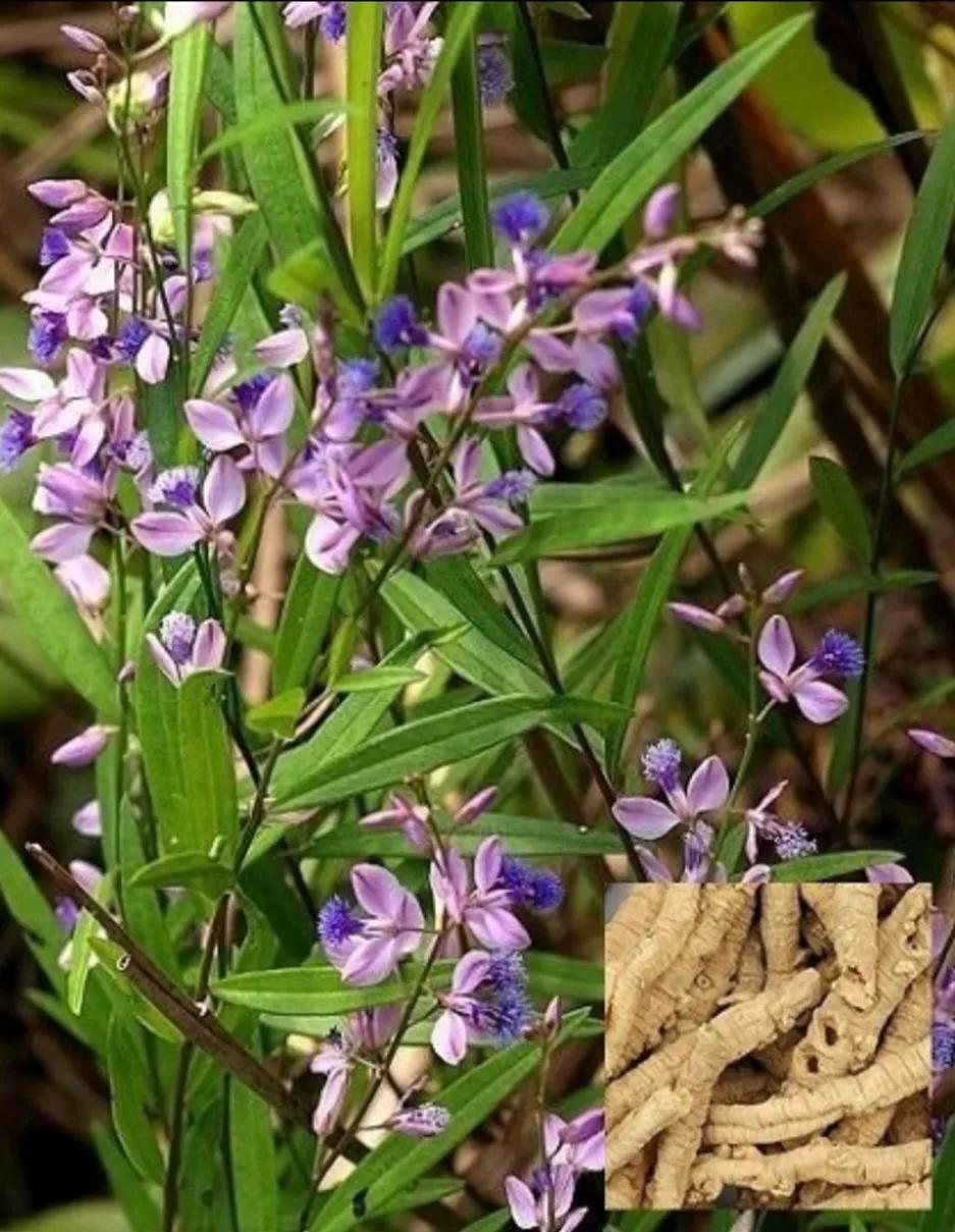 Polygala that we dug in those years - iNEWS