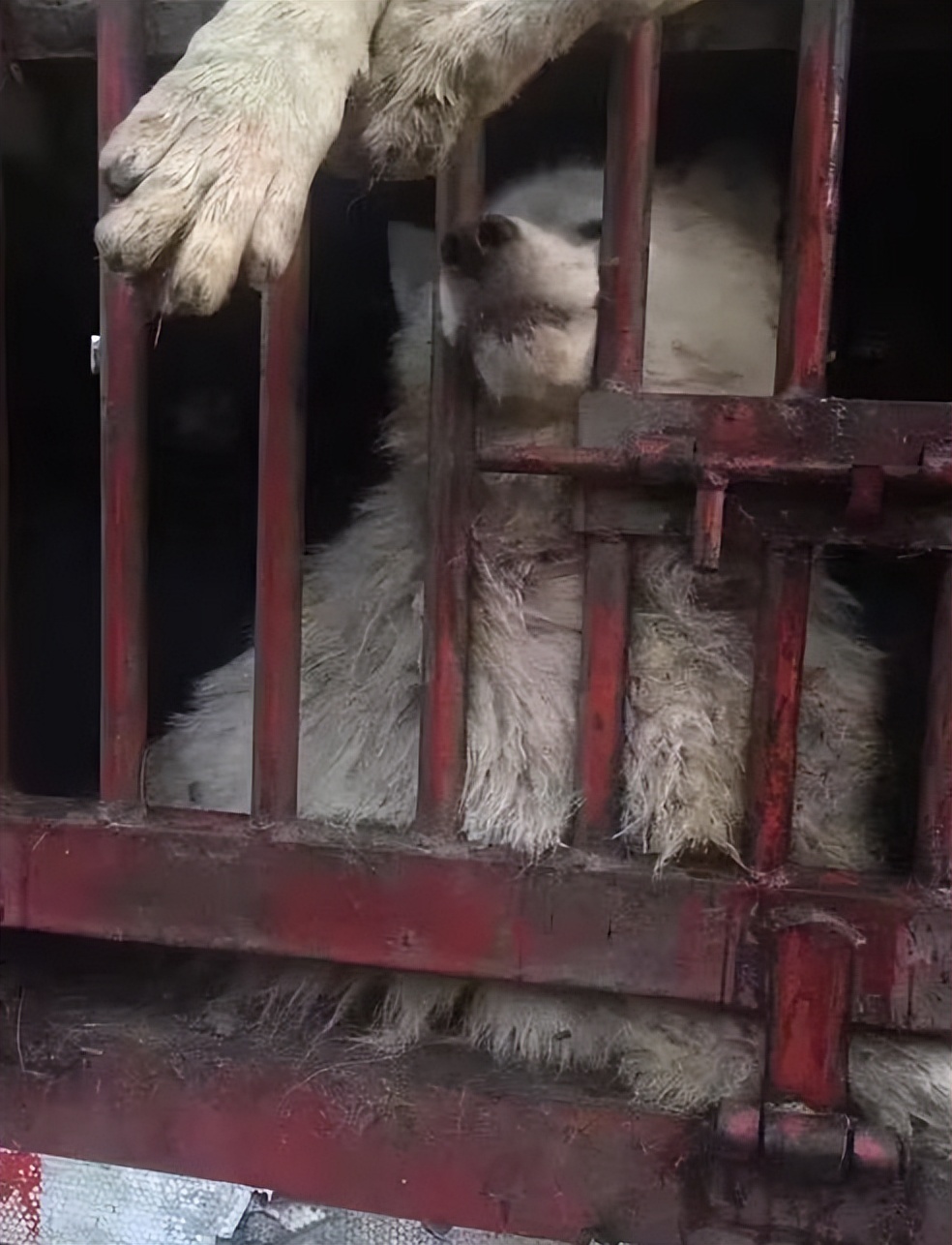 Cannes Film Festival surprises Yeye in a high-definition gown walking ...