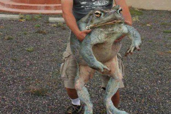 The world's longest frog: Cameroon giant frog can weigh up to 3 ...