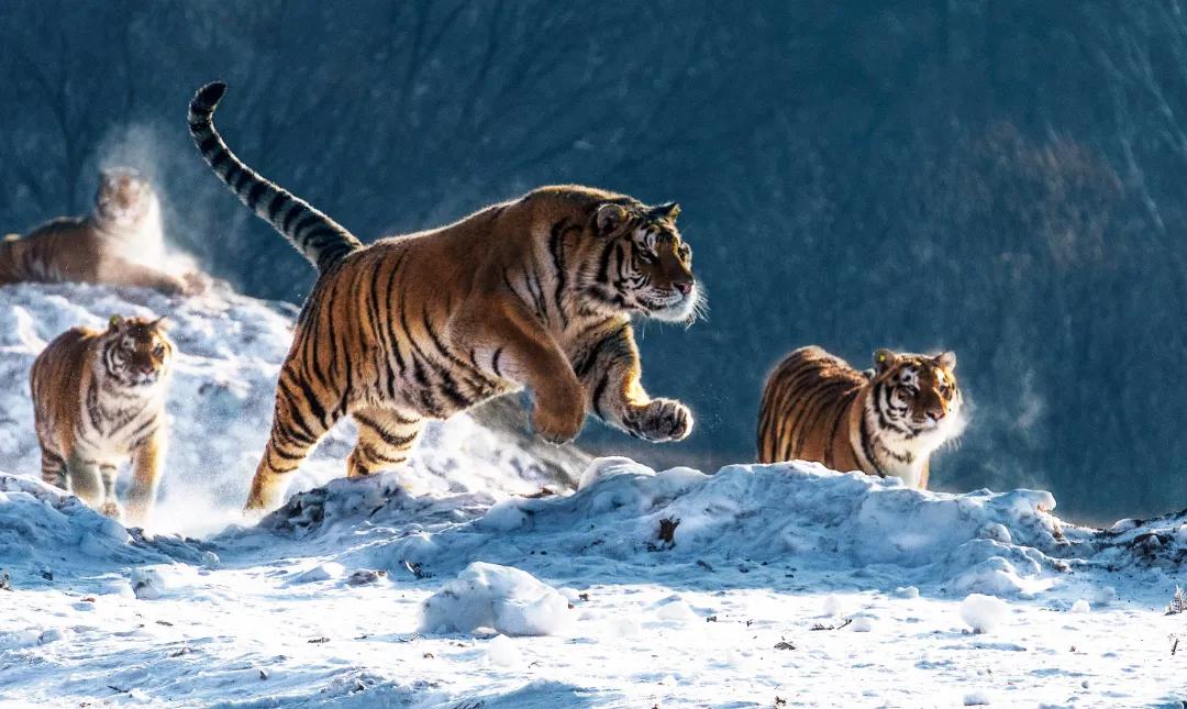 Come to Zhuhai Wildlife Park this Spring Festival - iNEWS