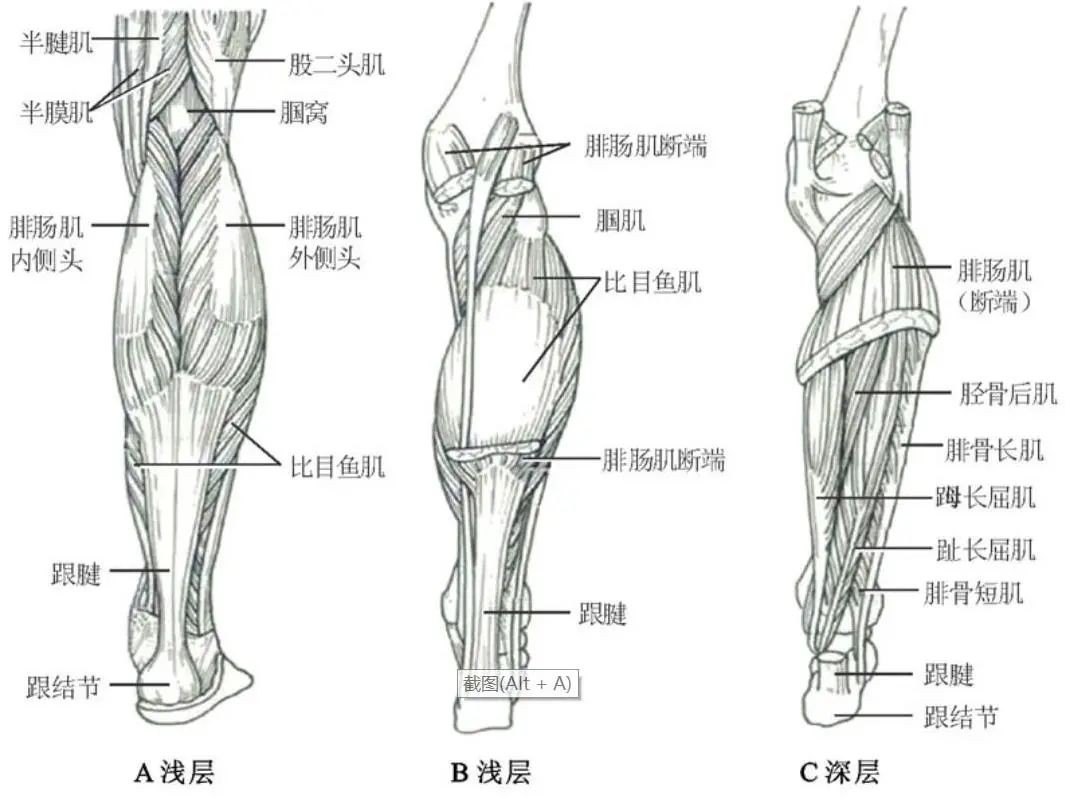 Why are calves so hard to lose weight?Meilai takes you through layers ...
