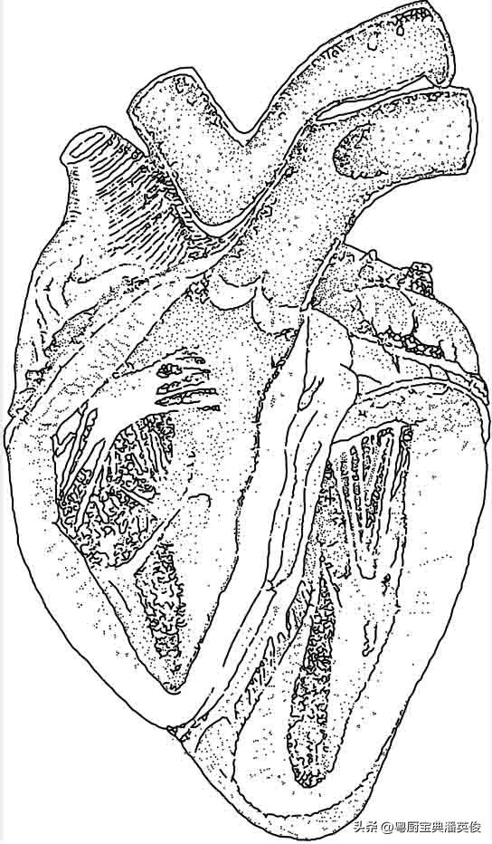 Cooking techniques: Stir-fried pig heart top, steamed pig heart with ...