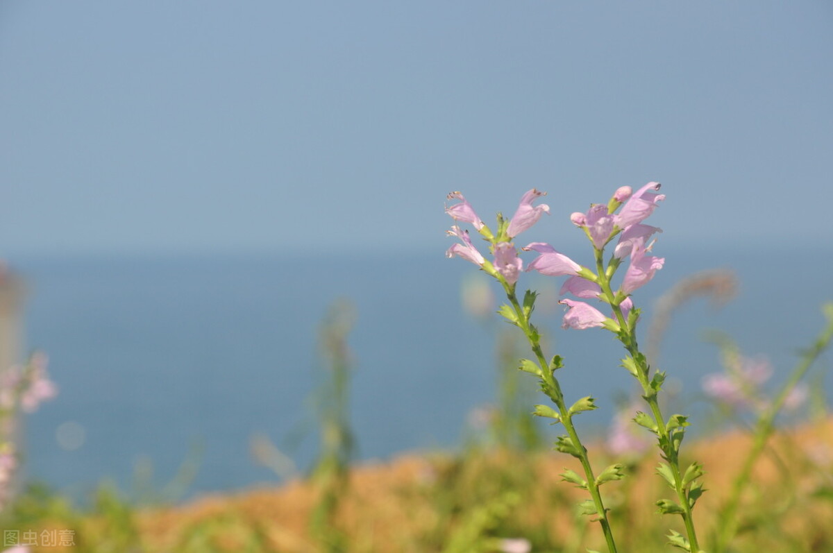 What exactly does Haizi's masterpiece "Facing the sea, spring flowers ...