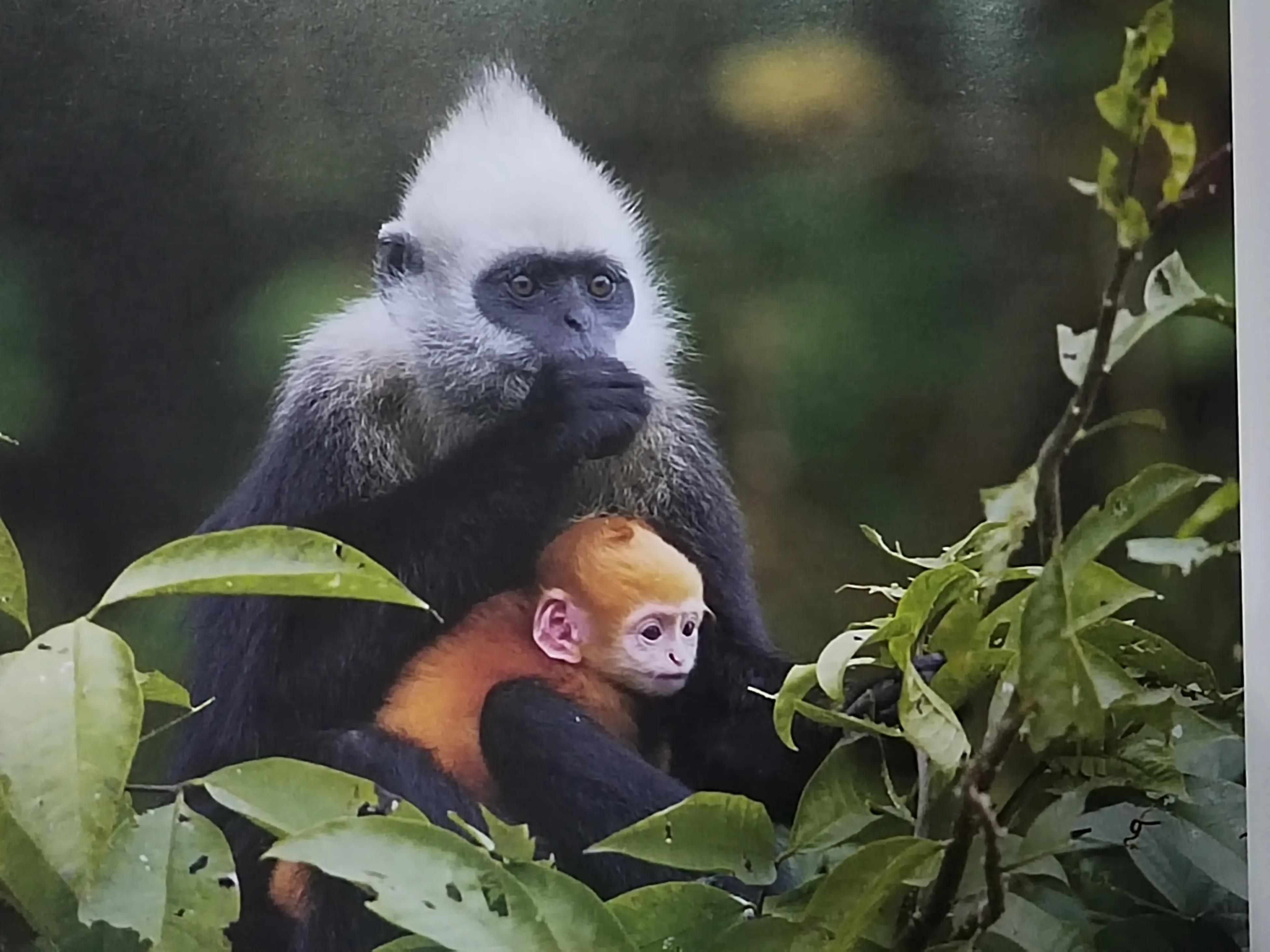 Do you know what is the unique primate in China that has less stock ...