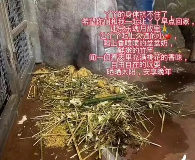 Yaya still continues to beg for food! Let's work together to protect ...