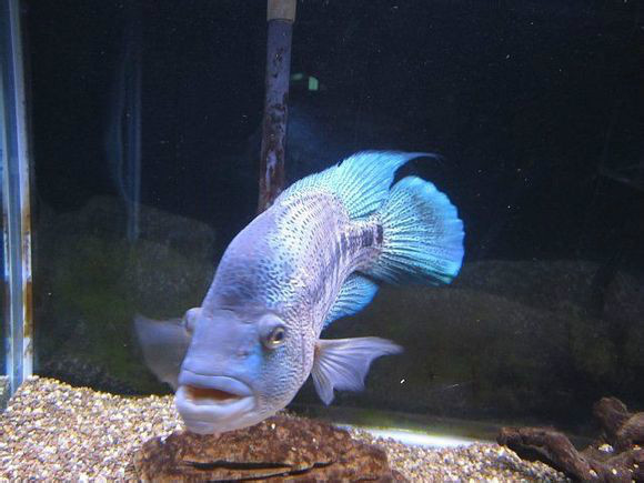 ferocious freshwater fish - iMedia