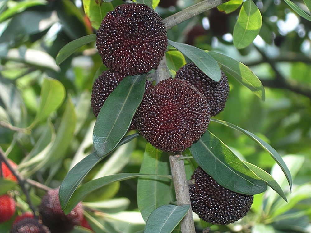 Yuyao Yangmei is on the market, hurry to taste it - iNEWS