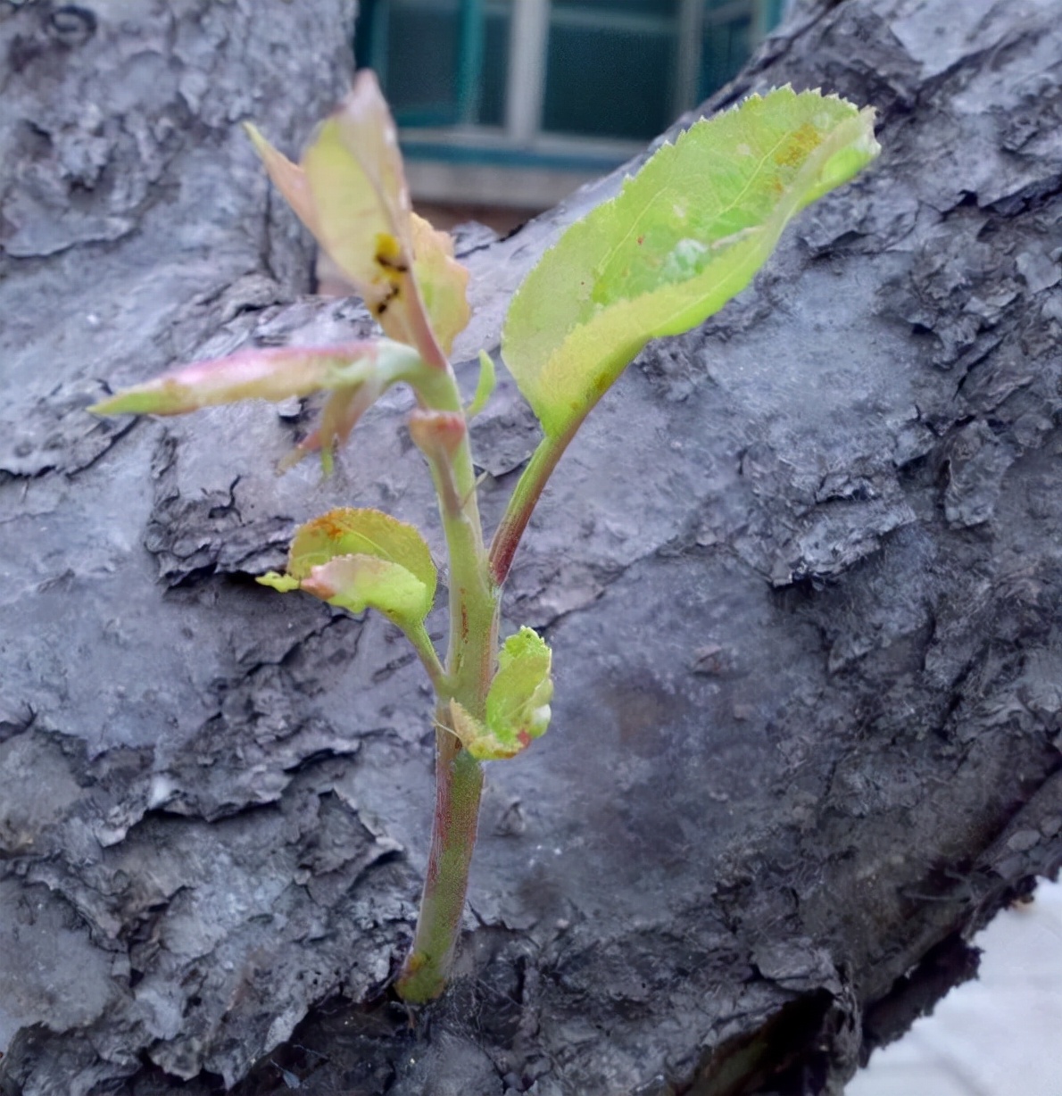 Beauty in the Forest-Fragrant Fruit Tree - iNEWS