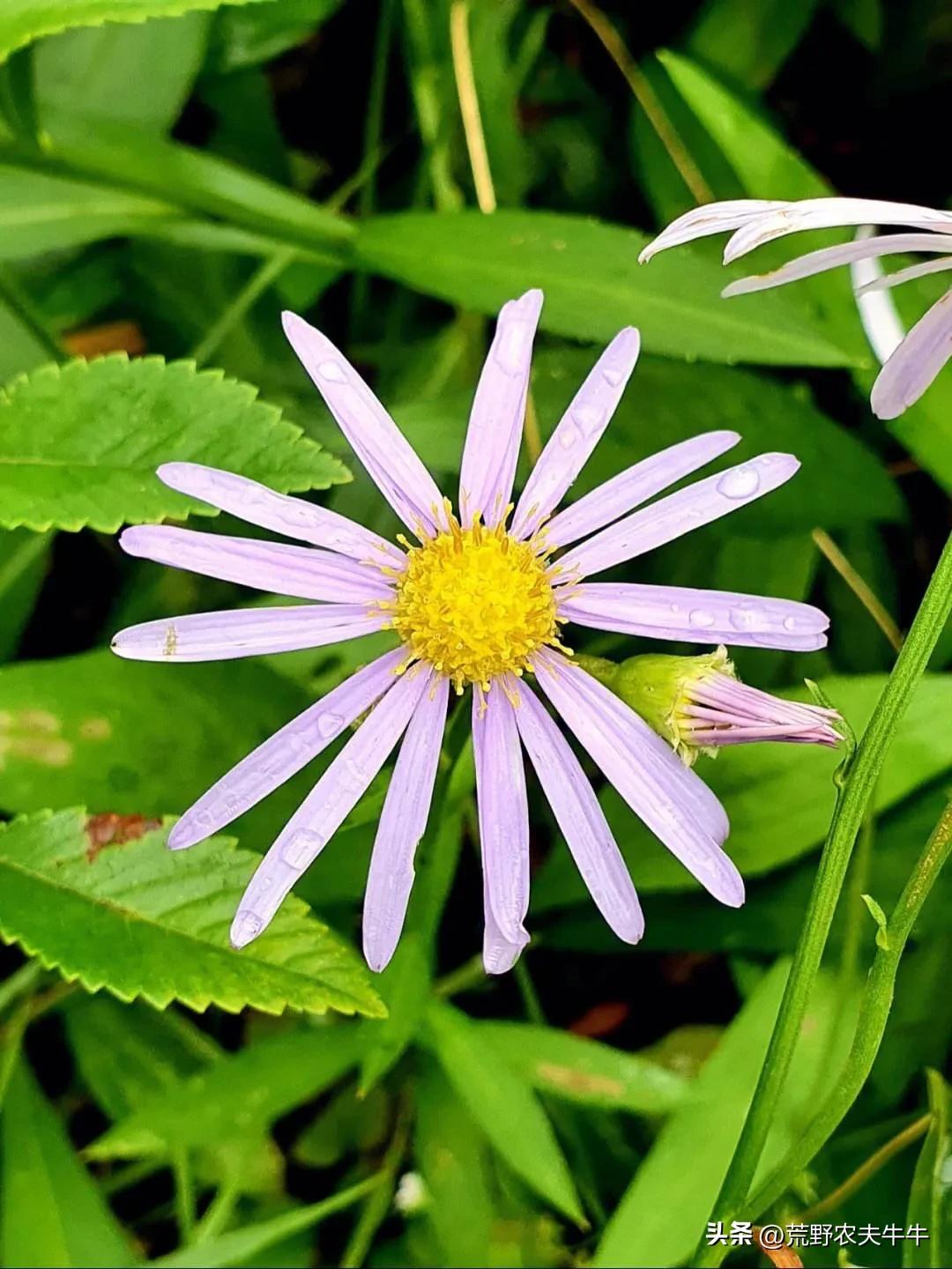 Uncover the treasures of the plant world! Explore the magical aster ...