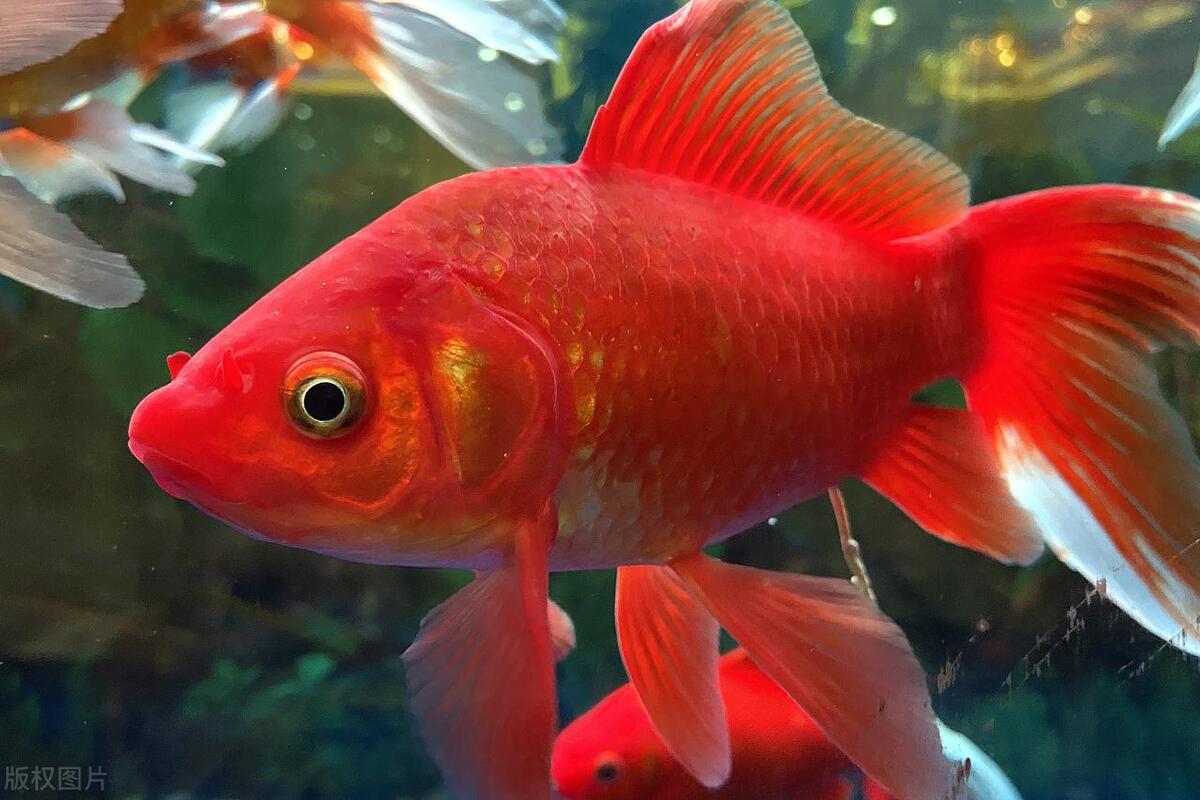Why do fish sleep with their eyes open? Why fish sleep with their eyes ...