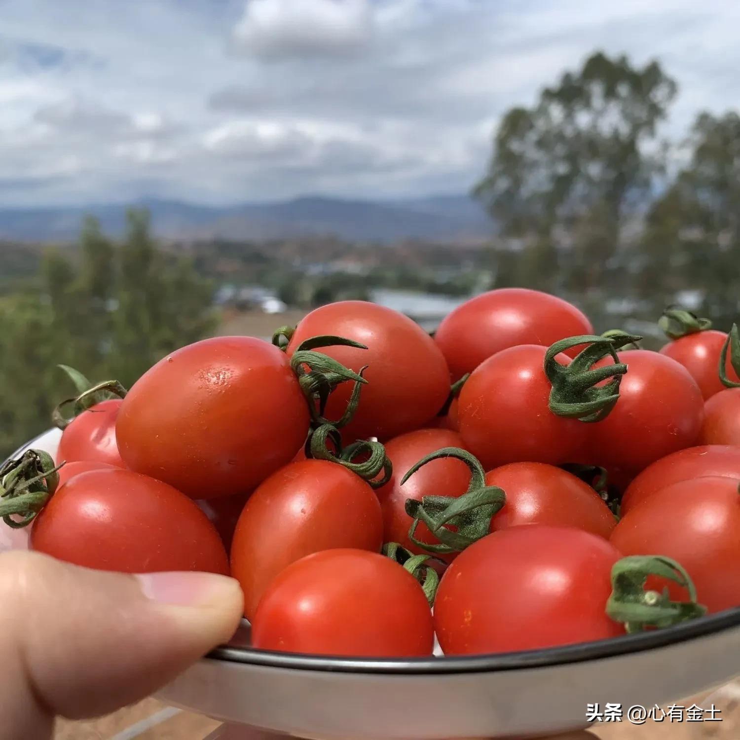 The unique charm of small tomatoes! - iMedia