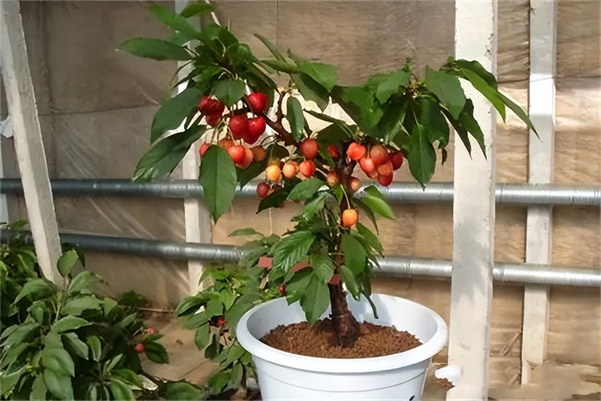 How to grow potted cherries - iNEWS
