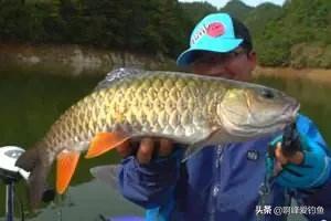 Army Fish: The Combination of Power and Beauty!The real "king of ...