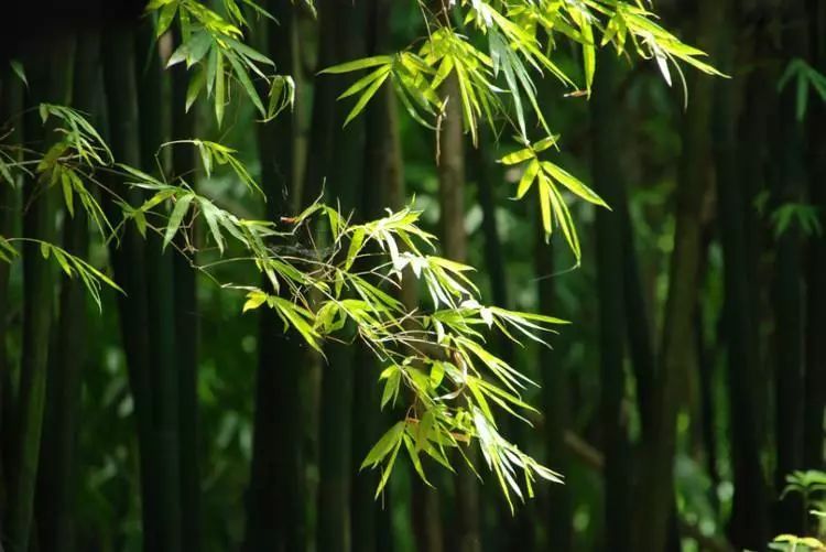 The summer in Yang Wanli's poems is fresh and natural, and the reading ...