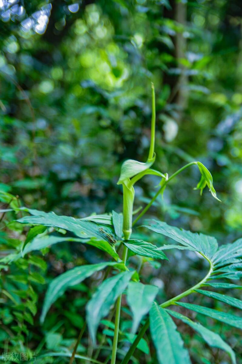 Pinellia: An interesting plant, many people have seen it but don't know ...