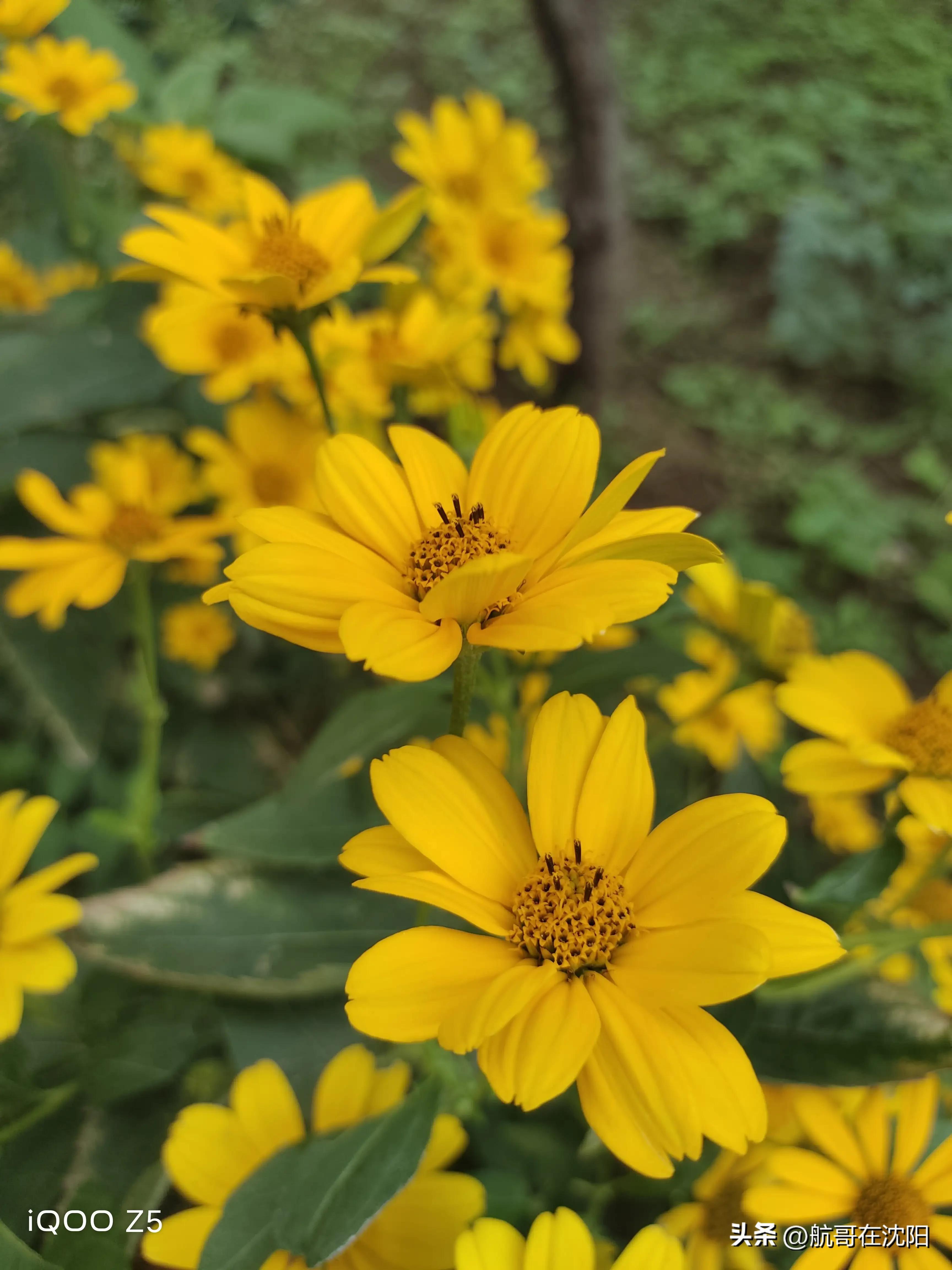 About Dao Lang's new song "Luo Sha Hai Shi" after listening to the ...