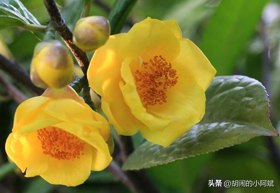 What is the charm of the valuable "Golden Flower Tea"? Grow your own ...
