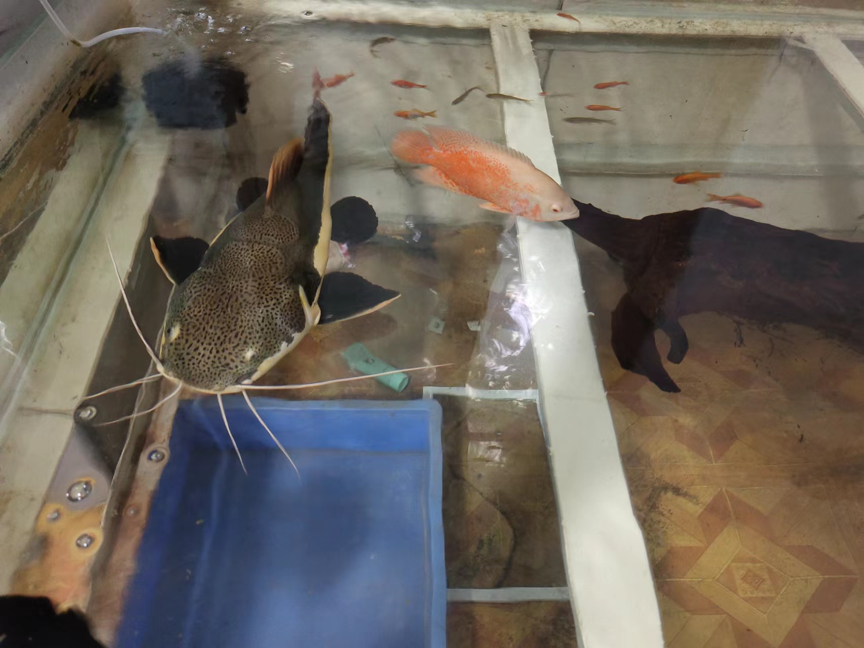 Since the water goblin can handle the water quality of the fish tank ...