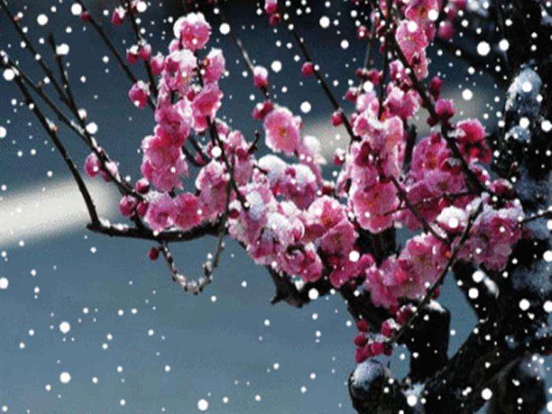 Falling down with tenderness and prosperousness, turning into spring ...