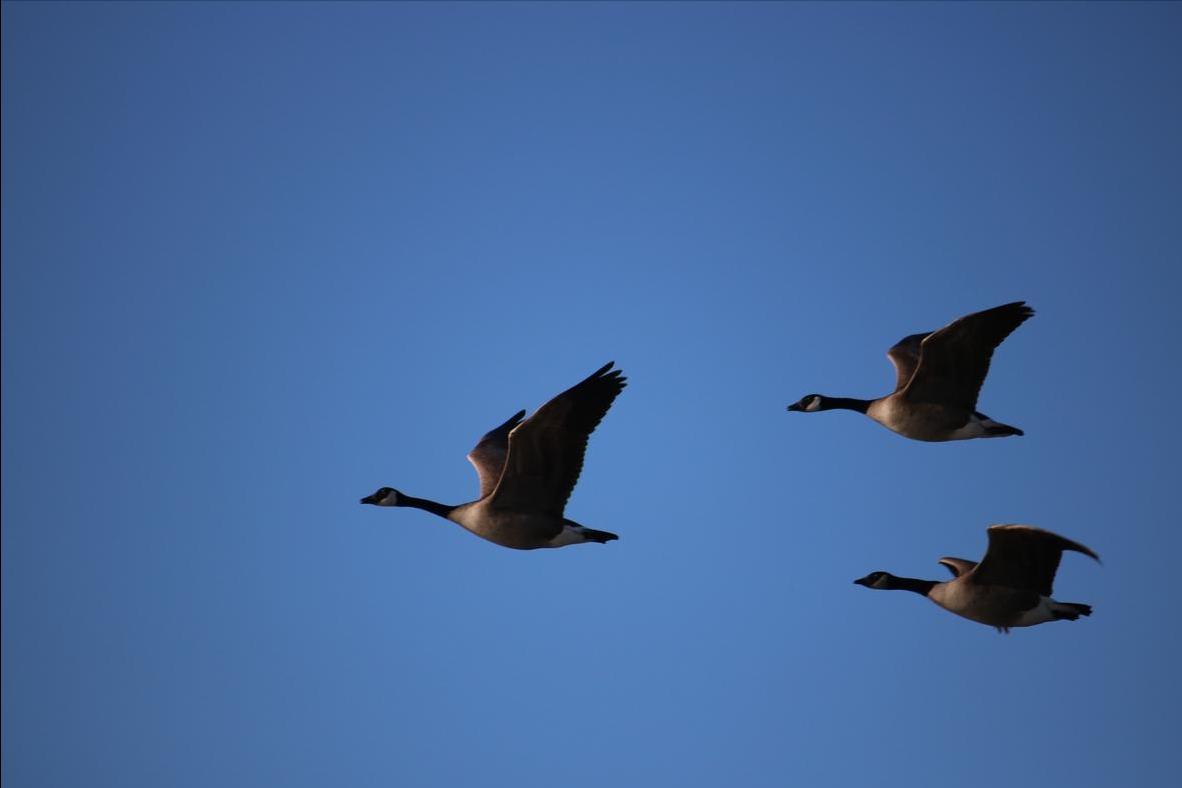 Why do wild geese line up in the shape of "people" when flying? Uncover ...