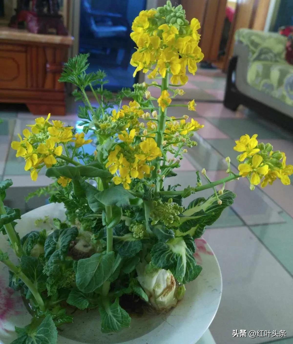 Preface to Shifeng Poetry Collection. Peng Liming - iNEWS