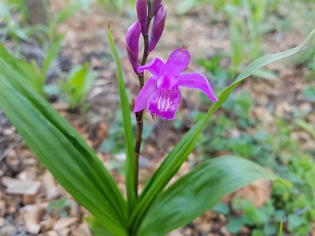 The appearance and characteristics of Bletilla striata, exploring the ...