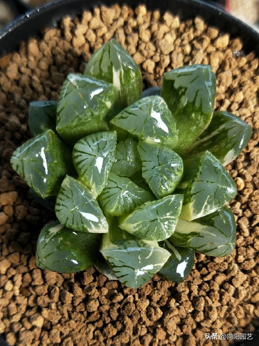 Particles are divided into two types: "soft and hard". Hard particles ...