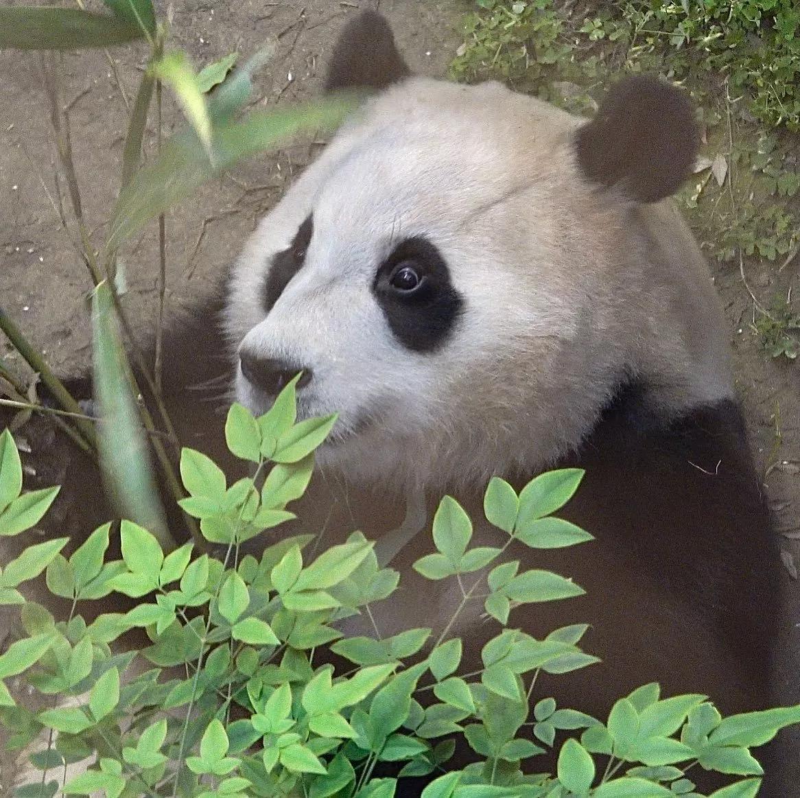 Fubao Huohuo Xiaoshu was captured - iMedia