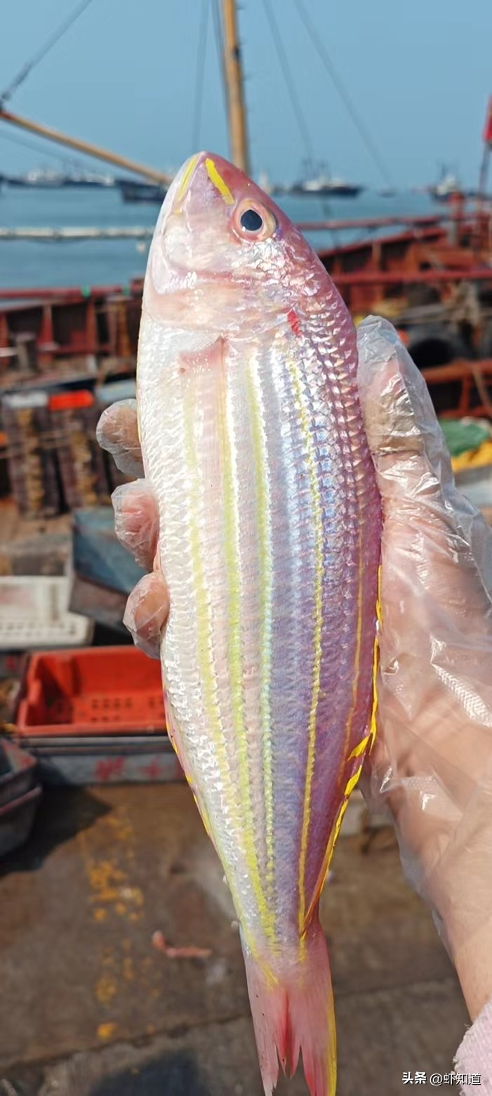 Golden thread fish, is it better to eat red three or knife? How to ...