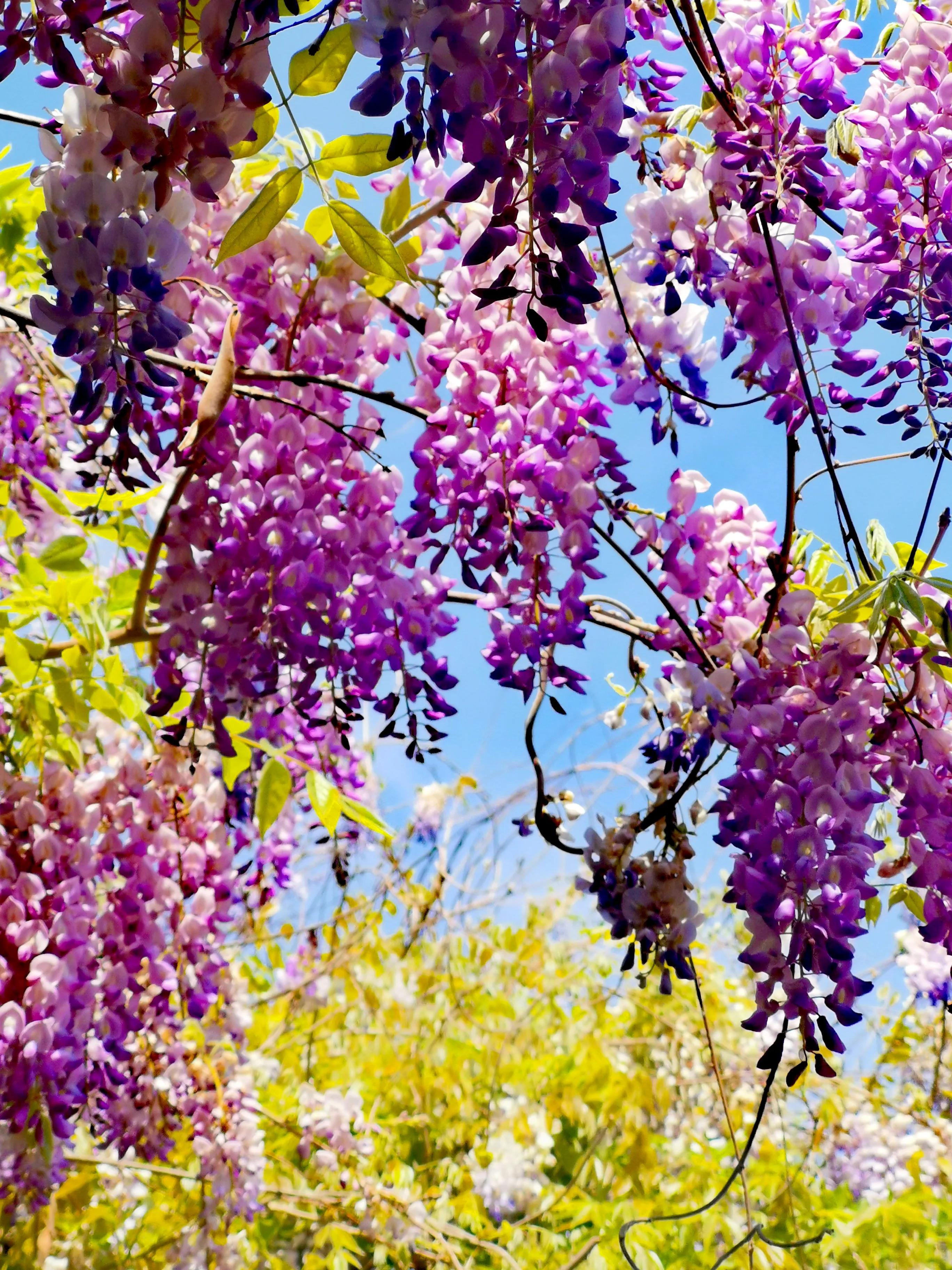 wisteria flower - iMedia