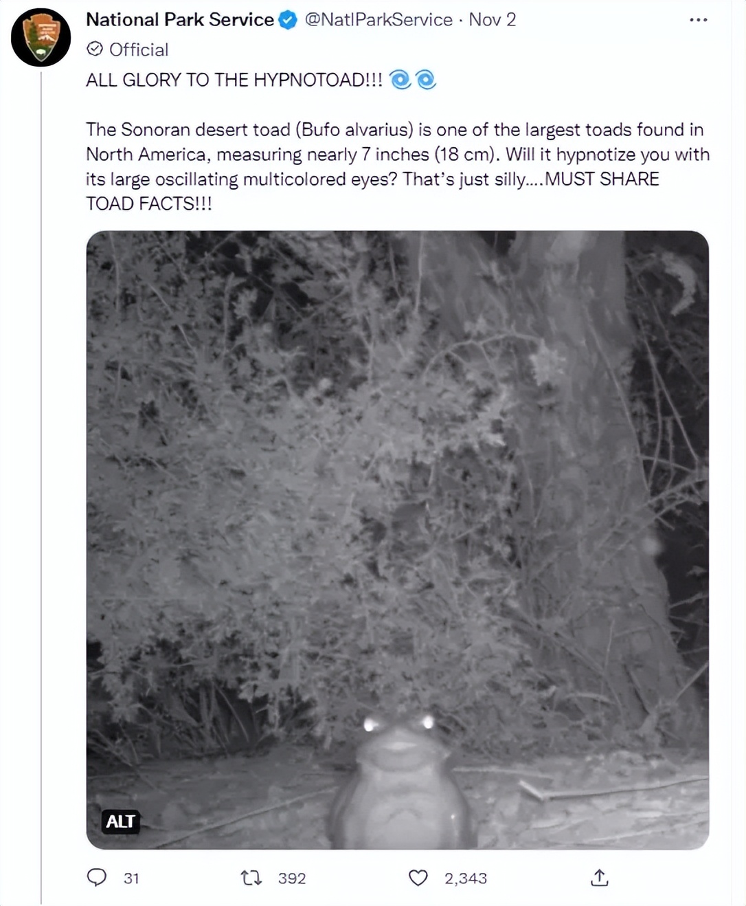 Heavy taste!Lick toads are popular in the United States, hallucinogenic ...