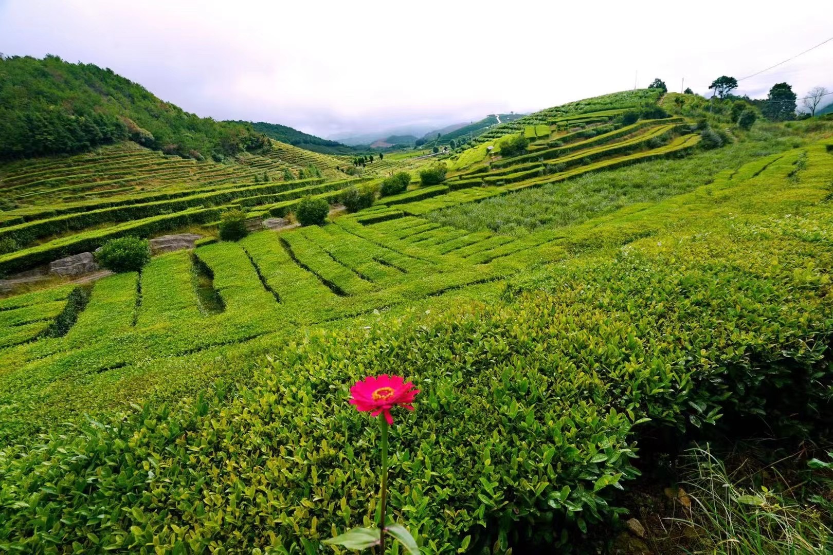 Wanpai tea garden, the most beautiful tea garden in China, the source ...