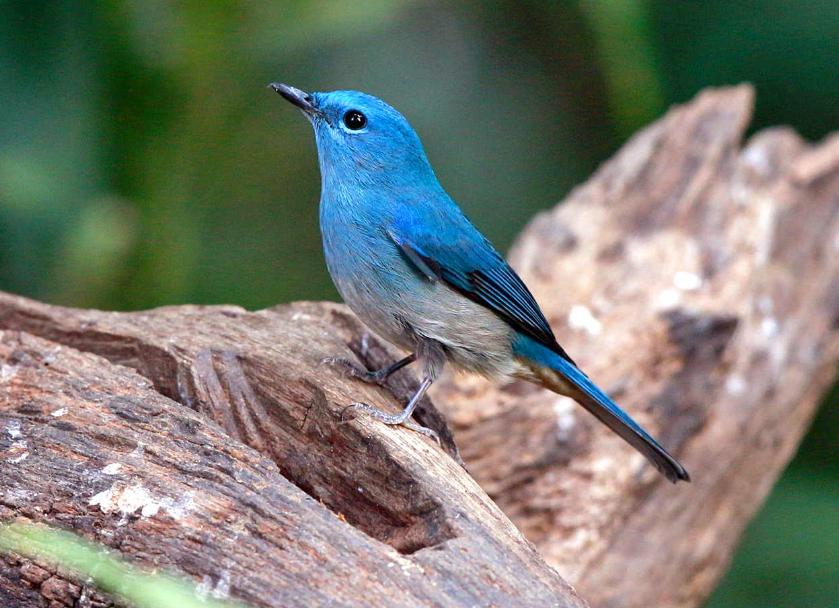 Pure blue flycatcher bird: the most amazing color, appreciate the ...