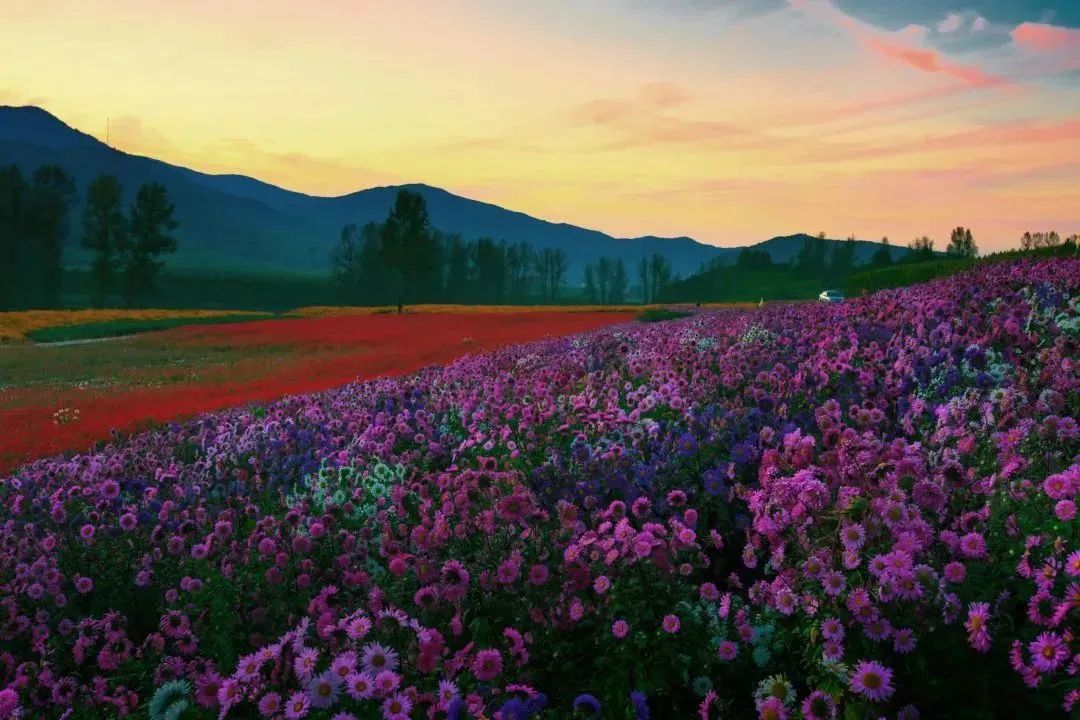 Jinjiang Flower Sea in Tonghua City - It's all flower sea, why are you ...