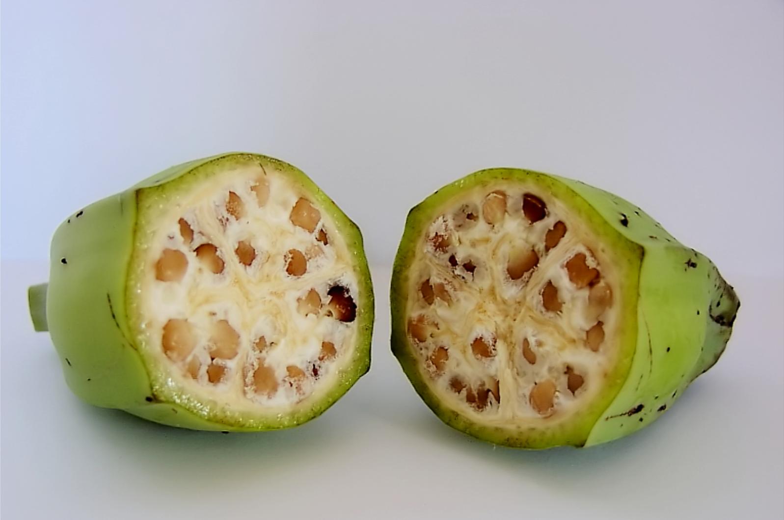 What did crops look like before they were domesticated by humans? - iNEWS