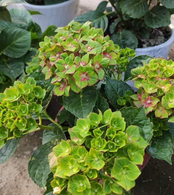 Raising hydrangea in dog days - iNEWS