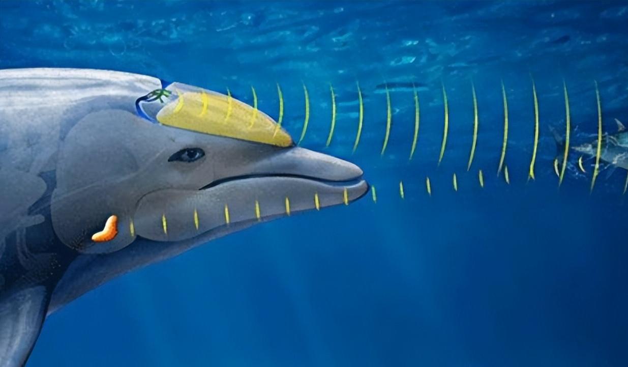 Can dolphins chat? Demystifying the "Dolphin Language" - iNEWS