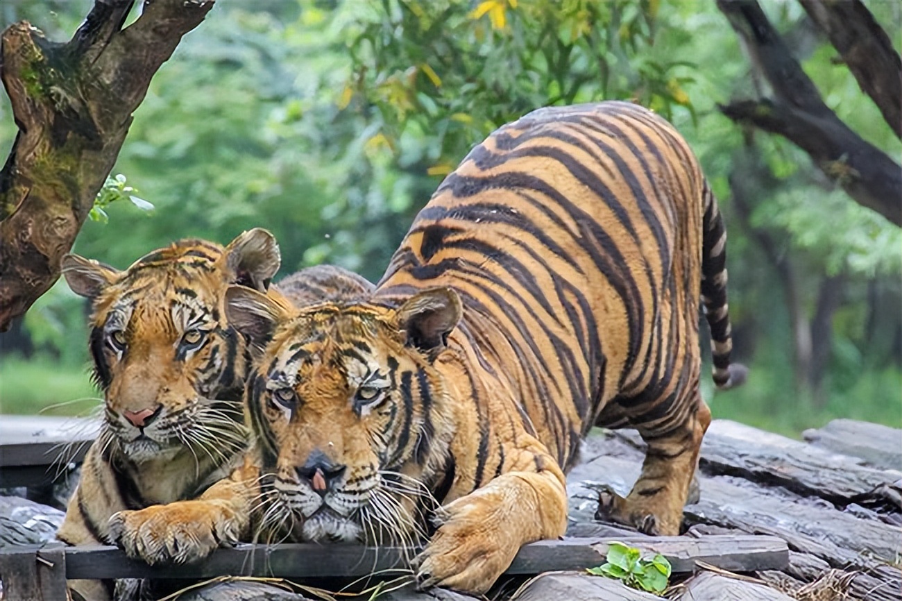 This is how the tiger hunted red deer and failed thrice but kept ...