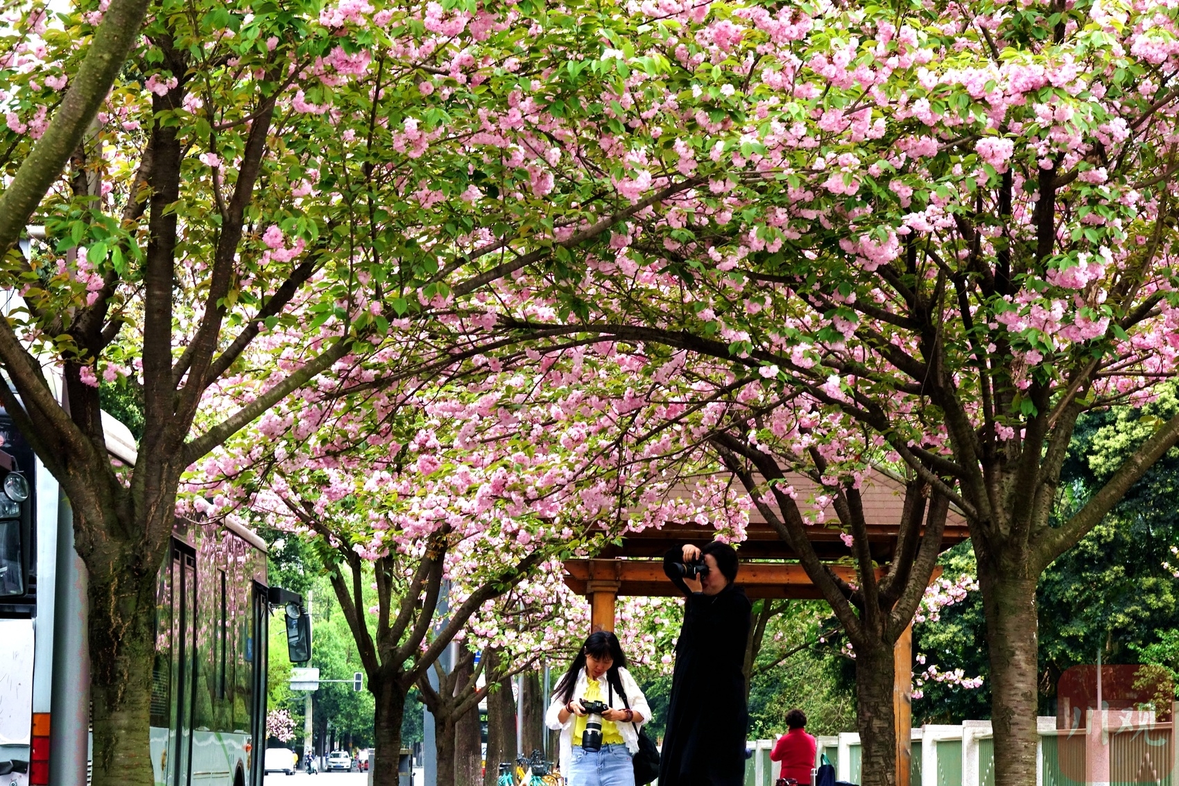 Cherry blossoms bloom on the streets of Chengdu - iNEWS