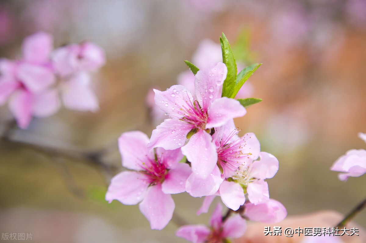 The classic prescription Liuwei Dihuang Decoction treats male hidden ...